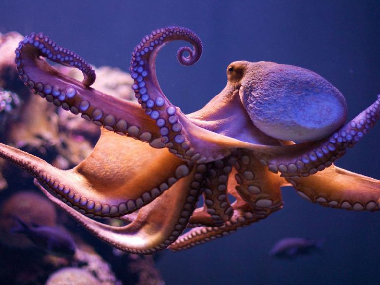 Are octopuses aliens from outer space? – ENC NEWS